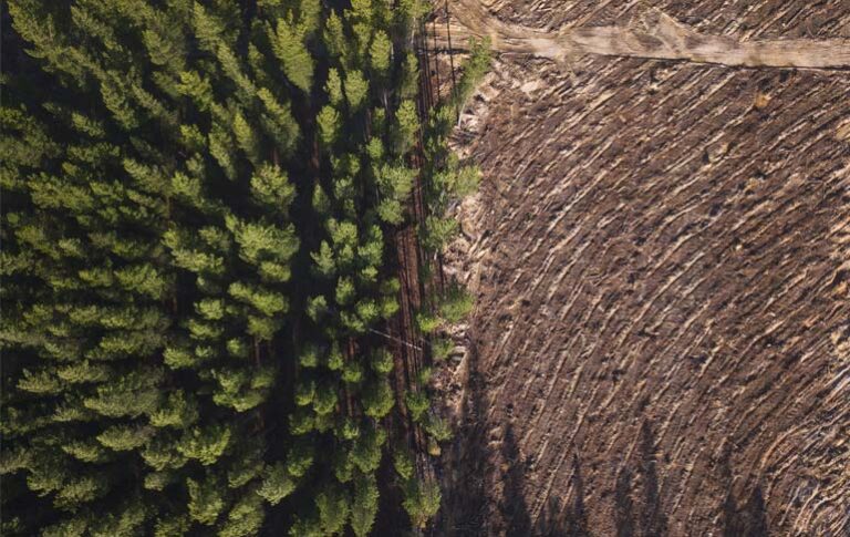 The EU Deforestation-free Regulation in a Nutshell | Sustainability in ...